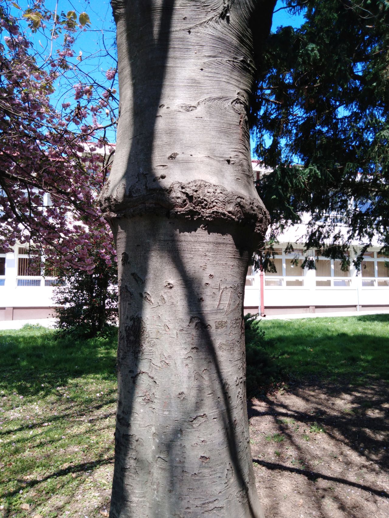 Crvenolisna bukva – Drvokod u Trećoj